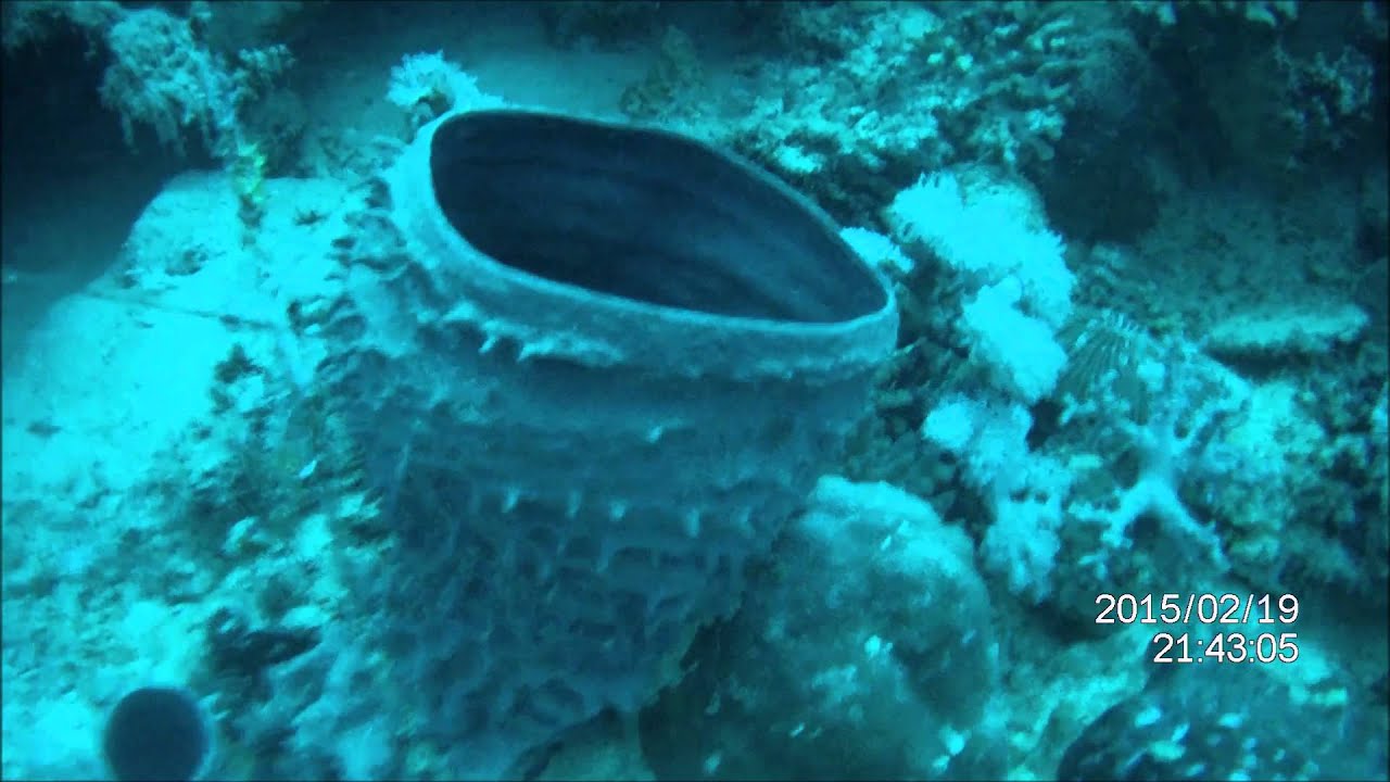 Documentary: Red Sea and its wonders. - YouTube