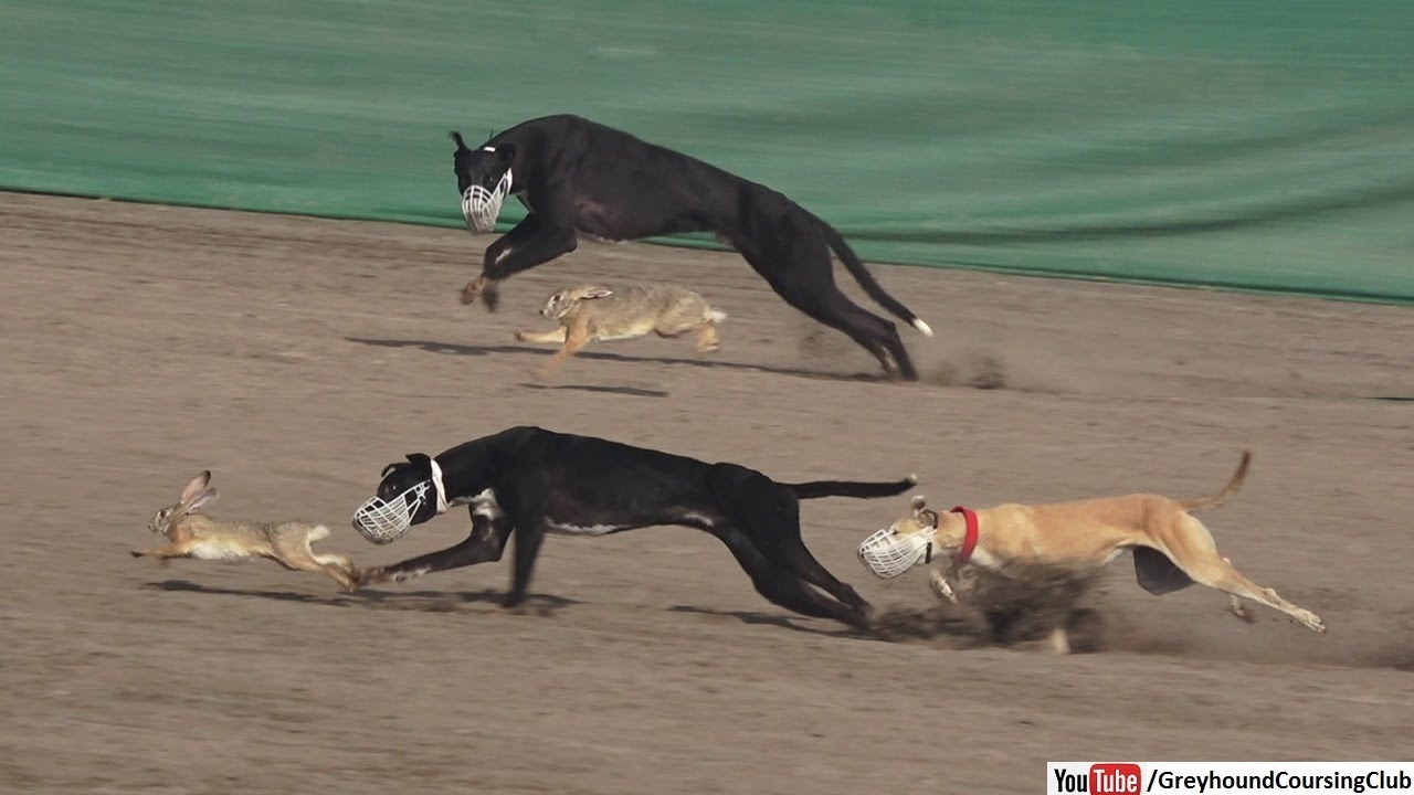 hare coursing 2023 | dog race | greyhound vs hare | greyhound racing ...