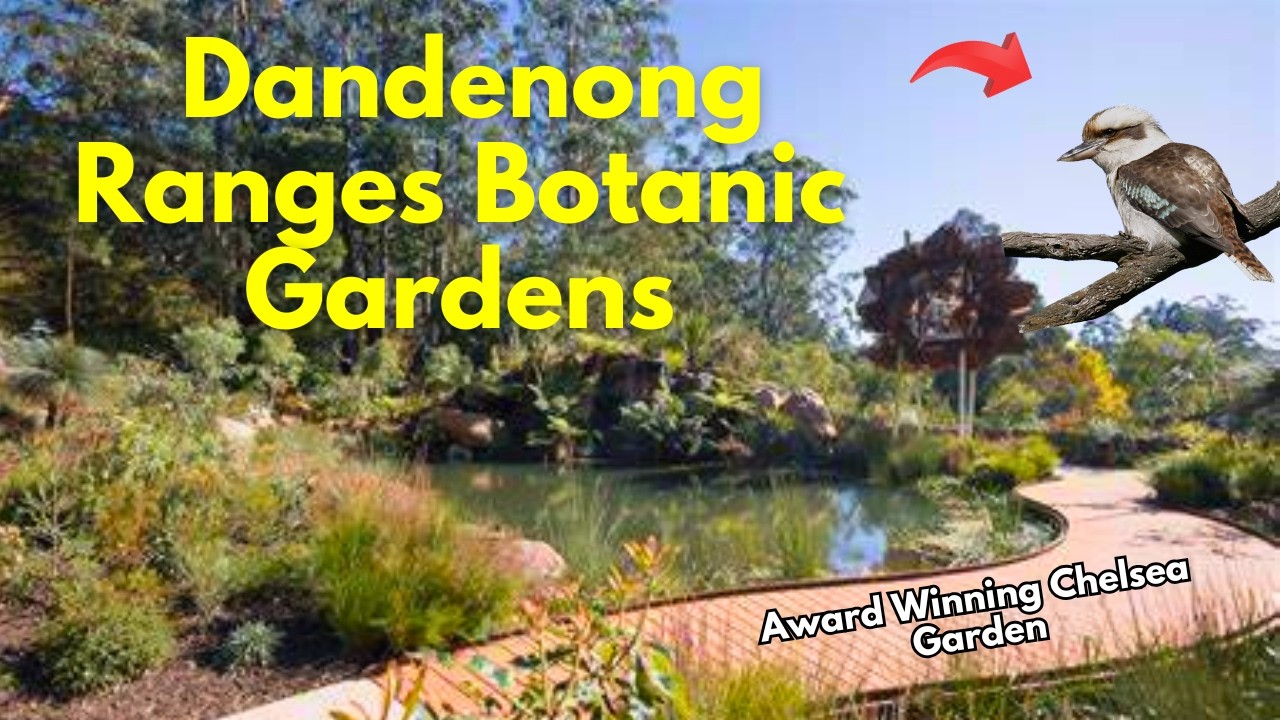 Dandenong Ranges Botanic Garden 🌿 with a Special Kookaburra Surprise ...