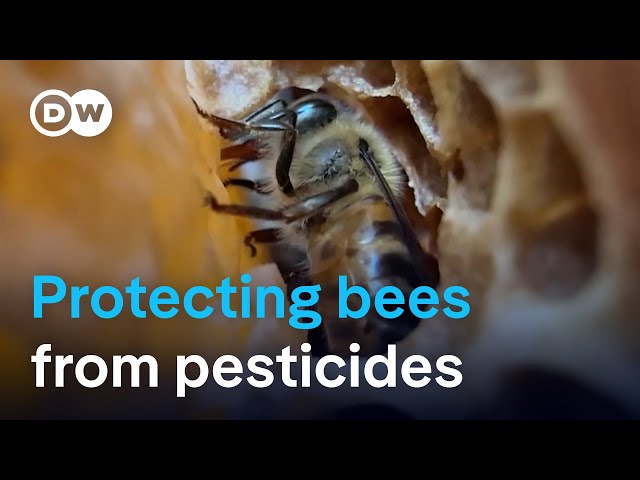 Killing Bee Pesticidesuotes Bees Take On Bomb Detection! 🐝💣,