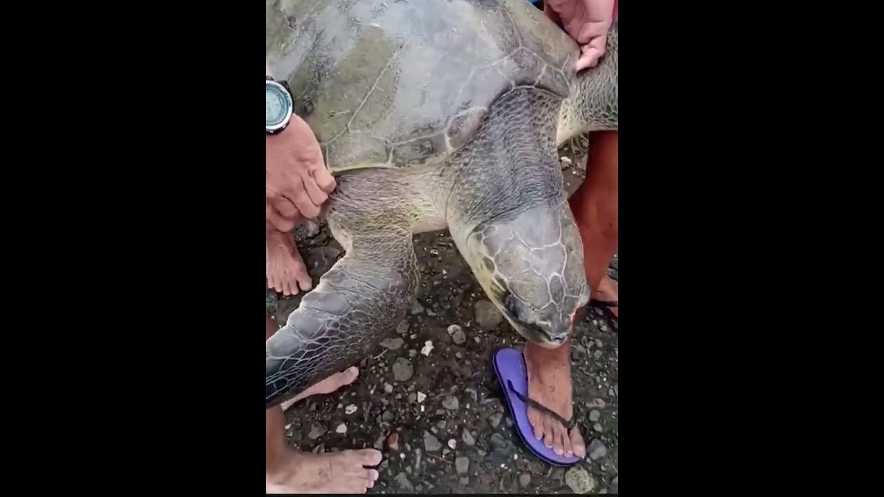 ANG PAWIKAN SA DAGAT!!! GIDAGSA SA BAYBAYON - YouTube