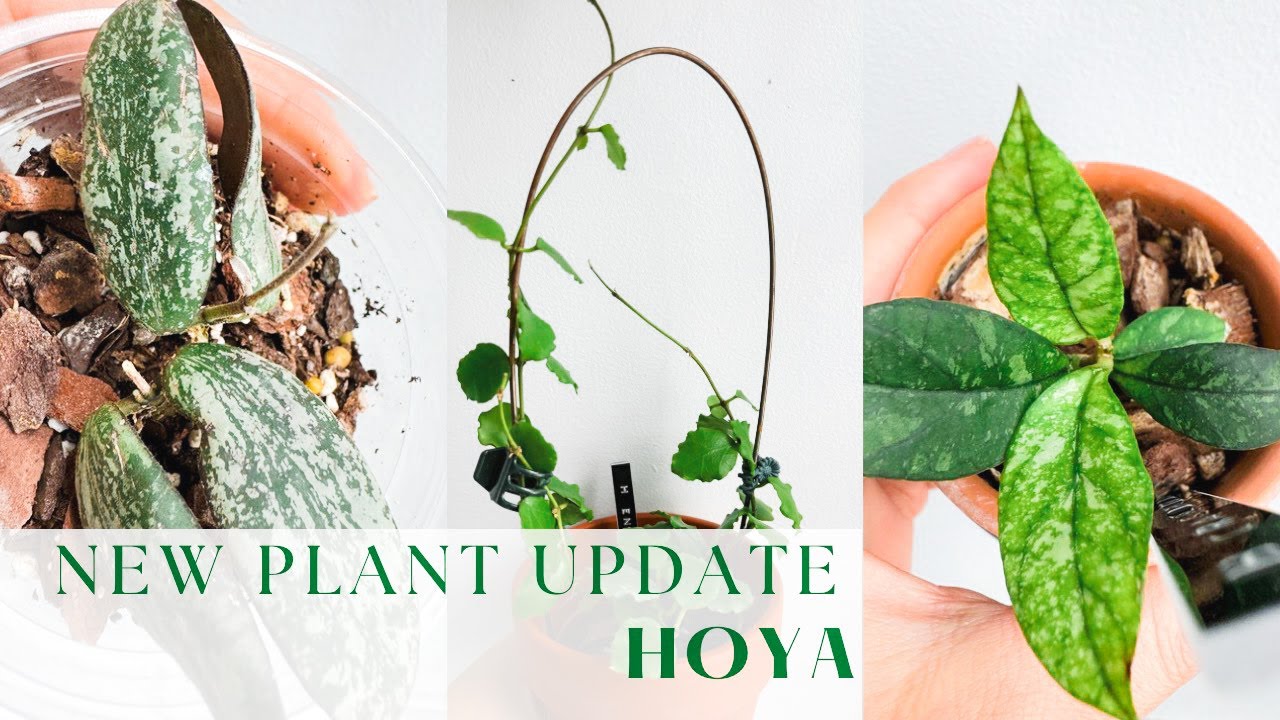New Hoya Update/Hoya Care/Hoya Tour/Hoya Vlog - YouTube