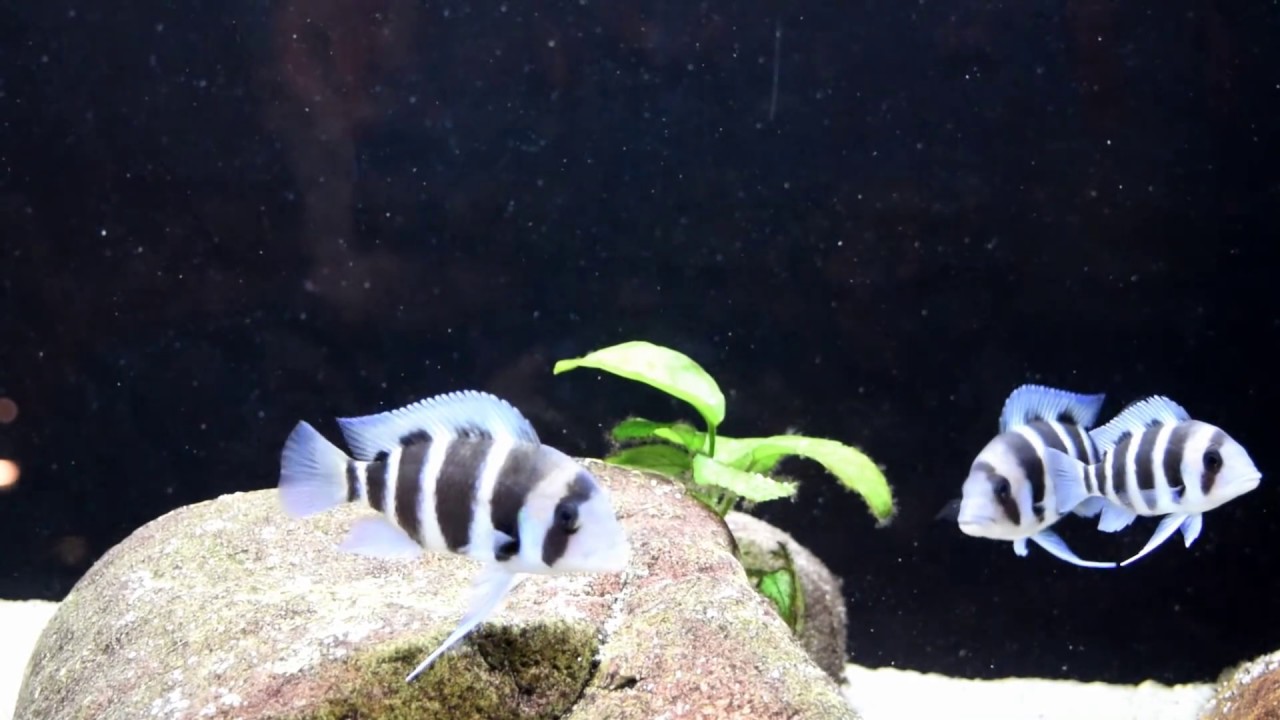 Releasing Frontosa Fry - YouTube