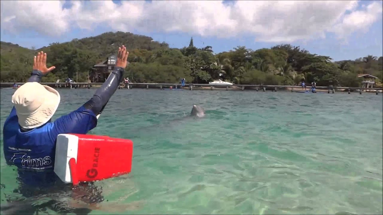 Swimming with dolphins in Roatan : Dolphin Encounter HD - YouTube
