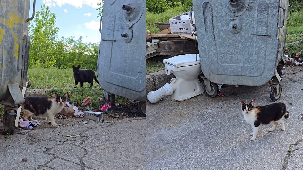 The Harsh Life of Homeless Cats Searching for Food Every Day 😿 | Love ...