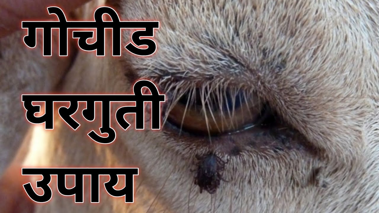 gochid gharguti upay : गोचीड घरगुती उपाय - YouTube