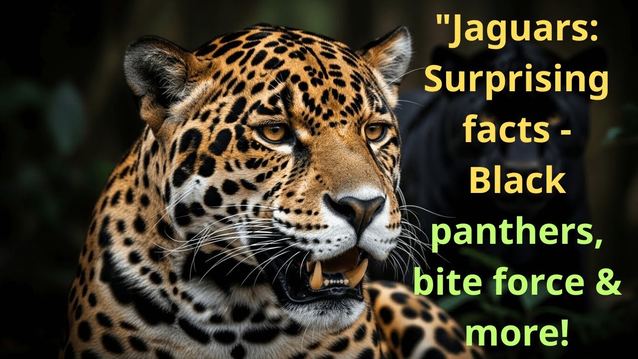 "Jaguars: Surprising facts - Black panthers, bite force & more!" - YouTube