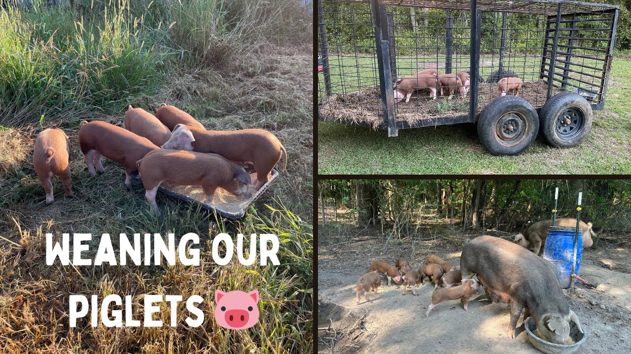 Weaning Piglets and Moving Them to Their New Home - YouTube