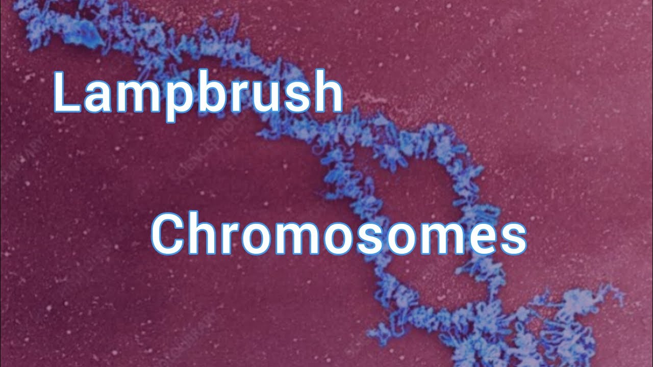 Lampbrush chromosomes - YouTube