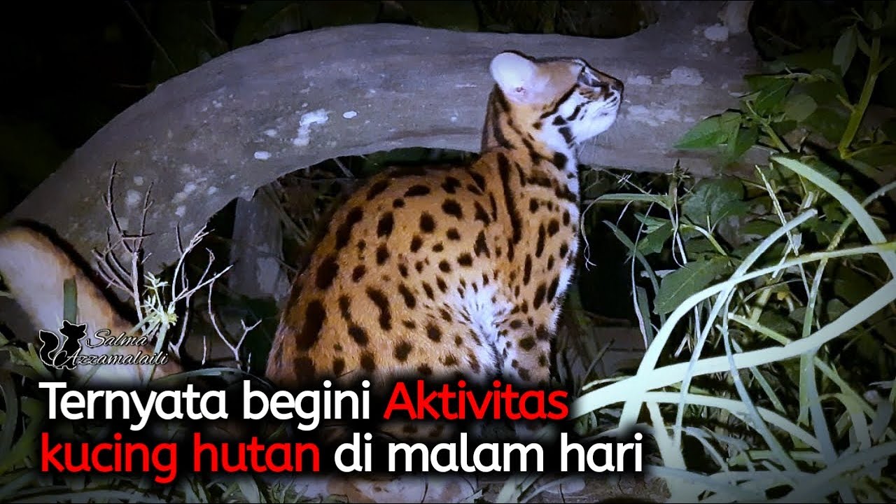 Aktivitas kucing hutan di malam hari|Kucing hutan/Macan akar/Kucing ...