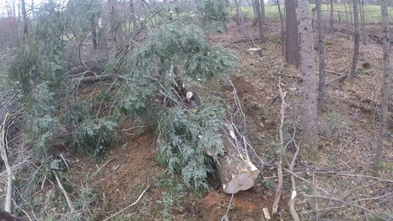 DOZER LOGGING!!! - YouTube
