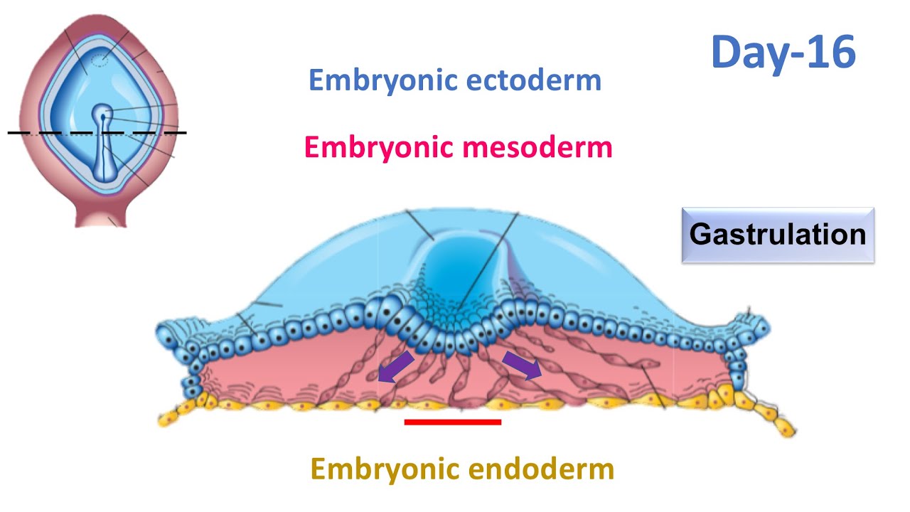 Third week of development: Gastrulation | Notochord formation ...