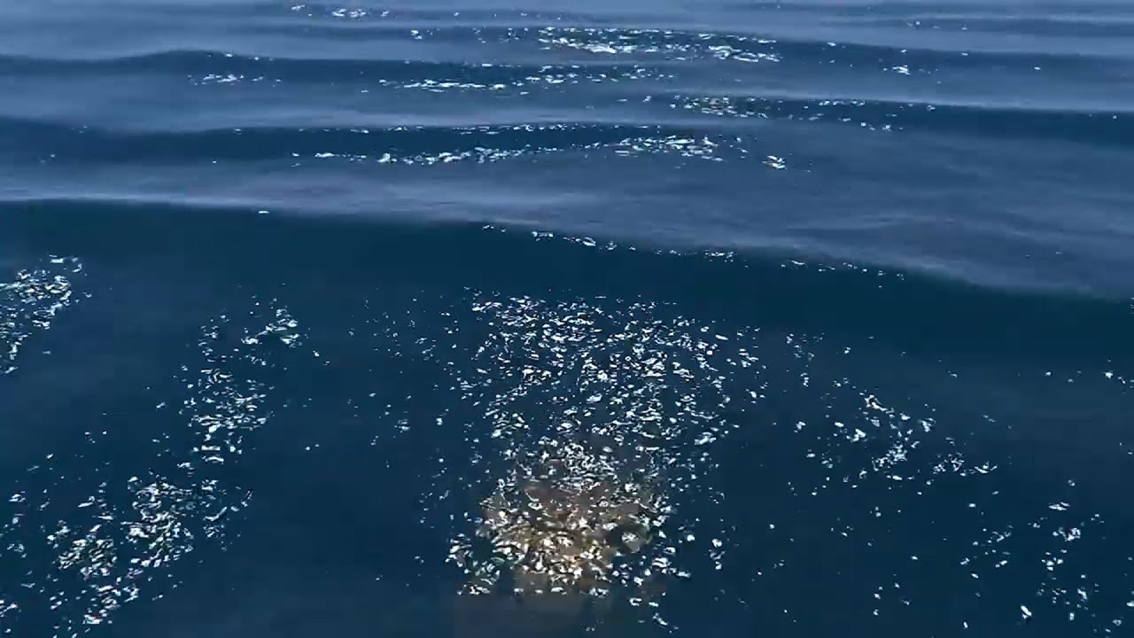 3D Ocean Animation || Realistic Water Simulation || Phoenix FD || 3DS ...