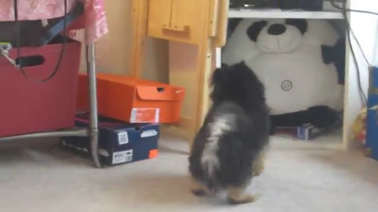 Pomeranian barking at dog on tv - YouTube