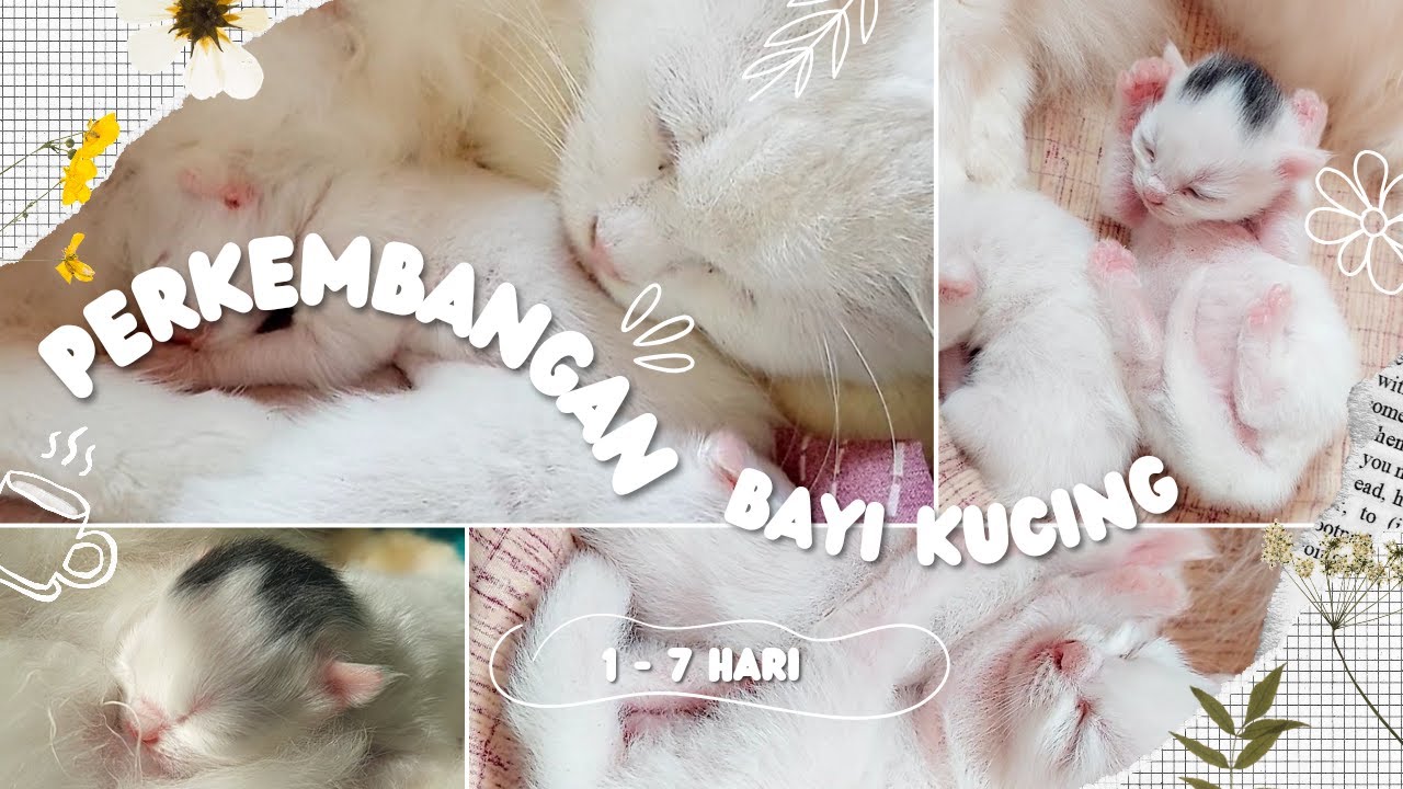 Perkembangan bayi kucing usia 0 sampai 7 hari | kucing anggora - YouTube