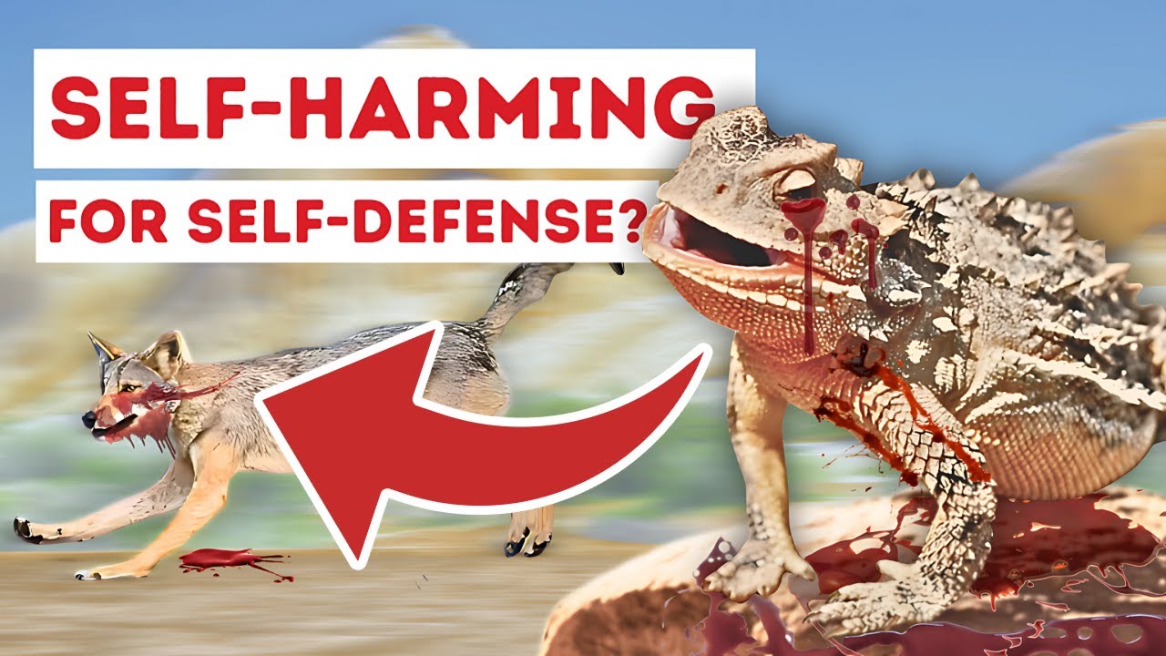 Why Do Horned Lizards Cry Blood? - YouTube
