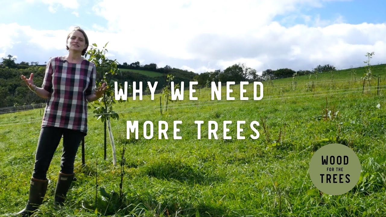 From food production to flood prevention - Why planting trees will help ...