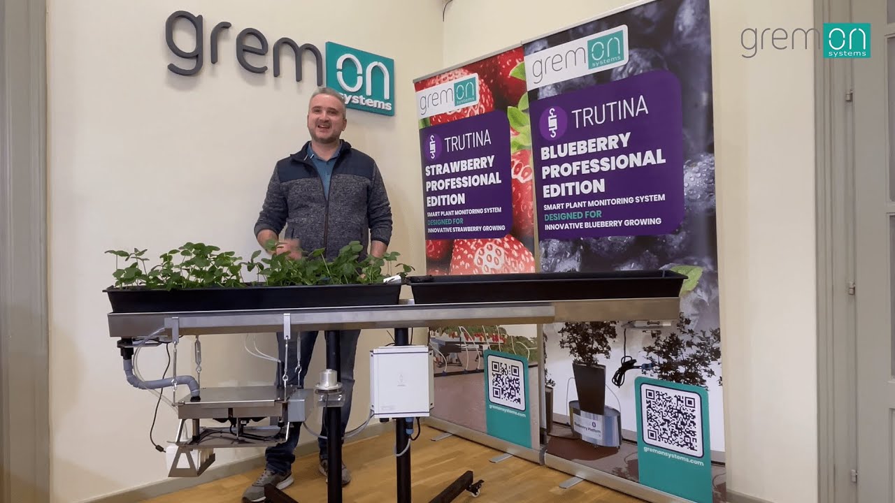 Gremon System's Trutina Strawberry Professional Edition for BATO - YouTube