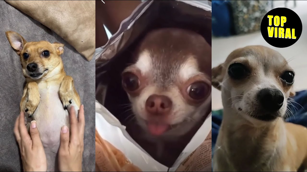 LOS MEJORES VIDEOS DE PERROS #9 - YouTube