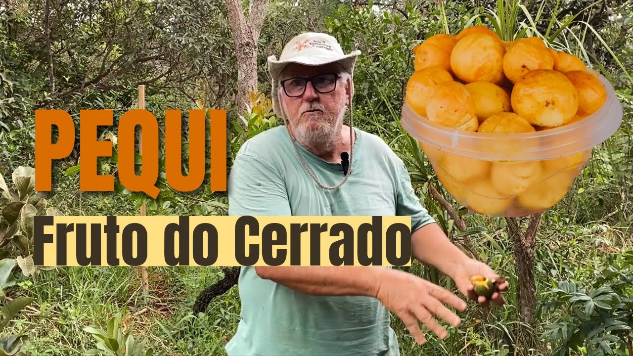 Pequi - o ouro do Cerrado - YouTube
