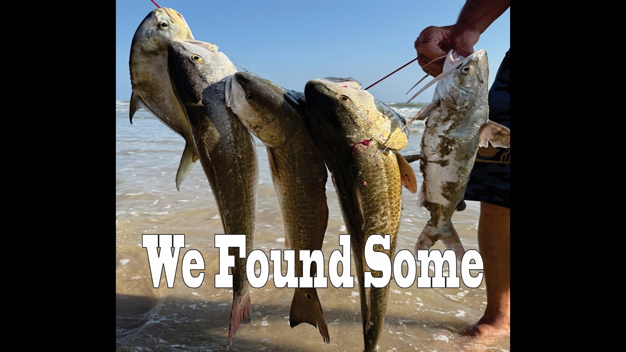 We Found Some. Your Best Damn Surf Fishing Report 11-27-24 - YouTube