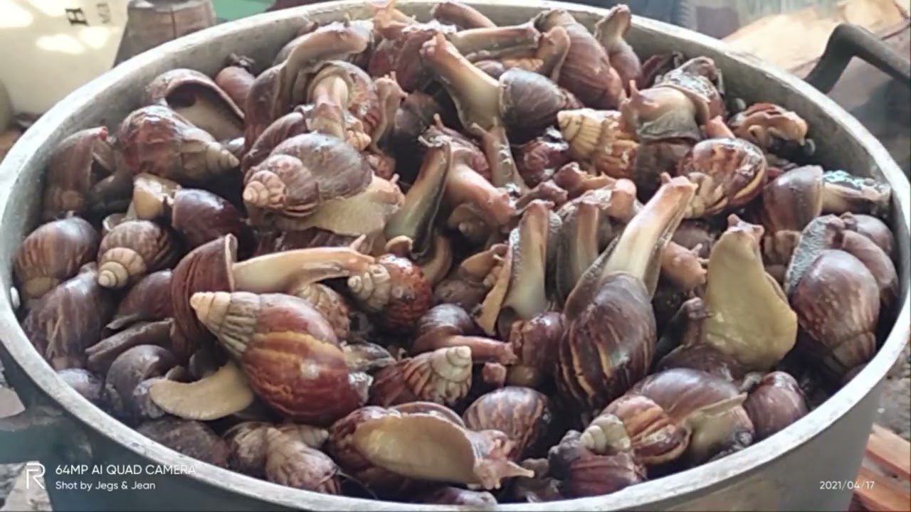 GIANT AFRICAN SNAILS II How to prepare and cook adobong Taklong | by ...