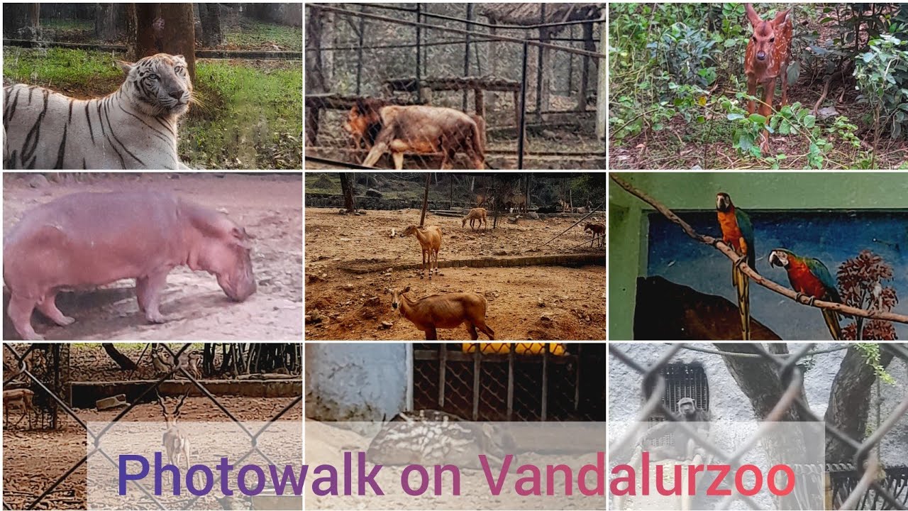 Photowalk on Vandalur zoo 🦁 🐅 || Animals|| photography 📸 📷 - YouTube