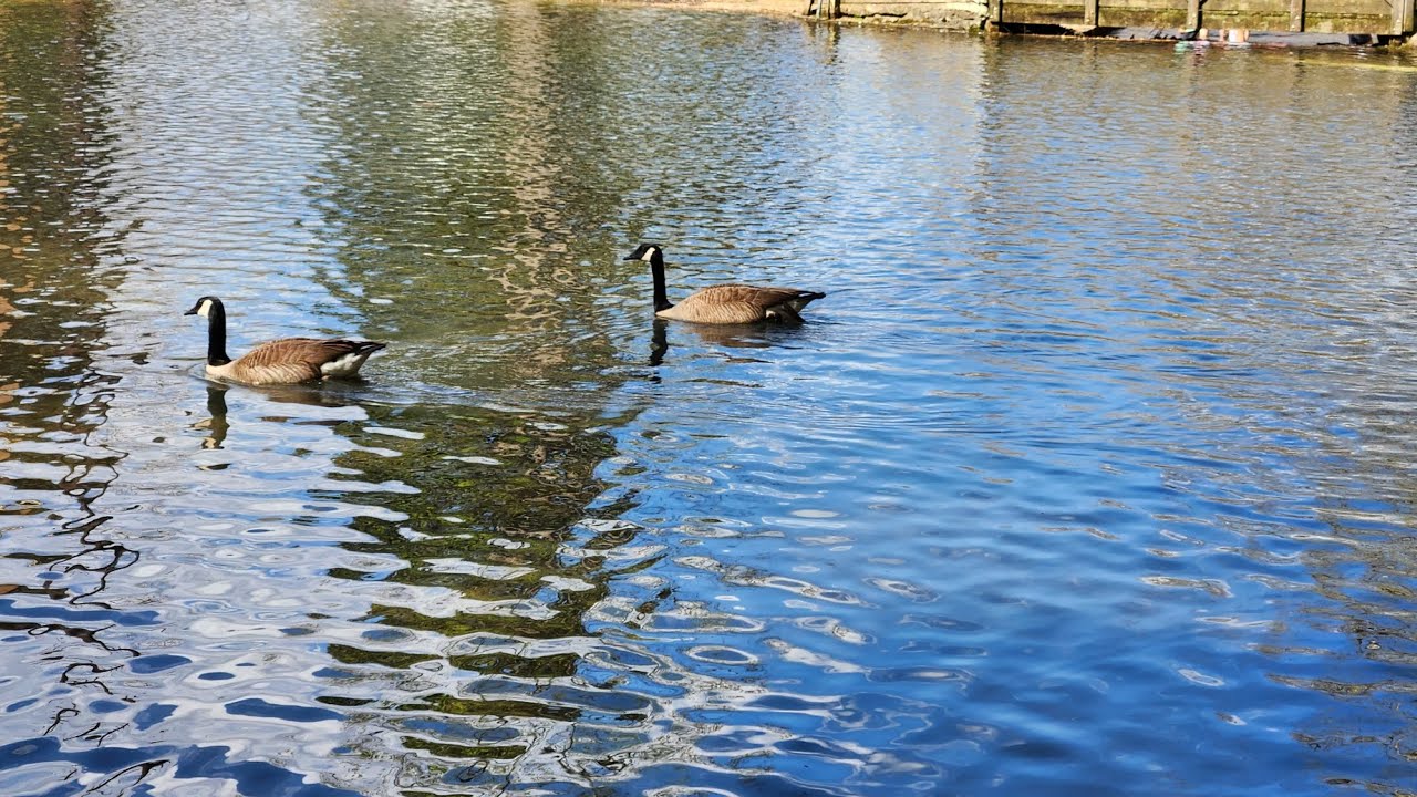 Big fish pond! - YouTube