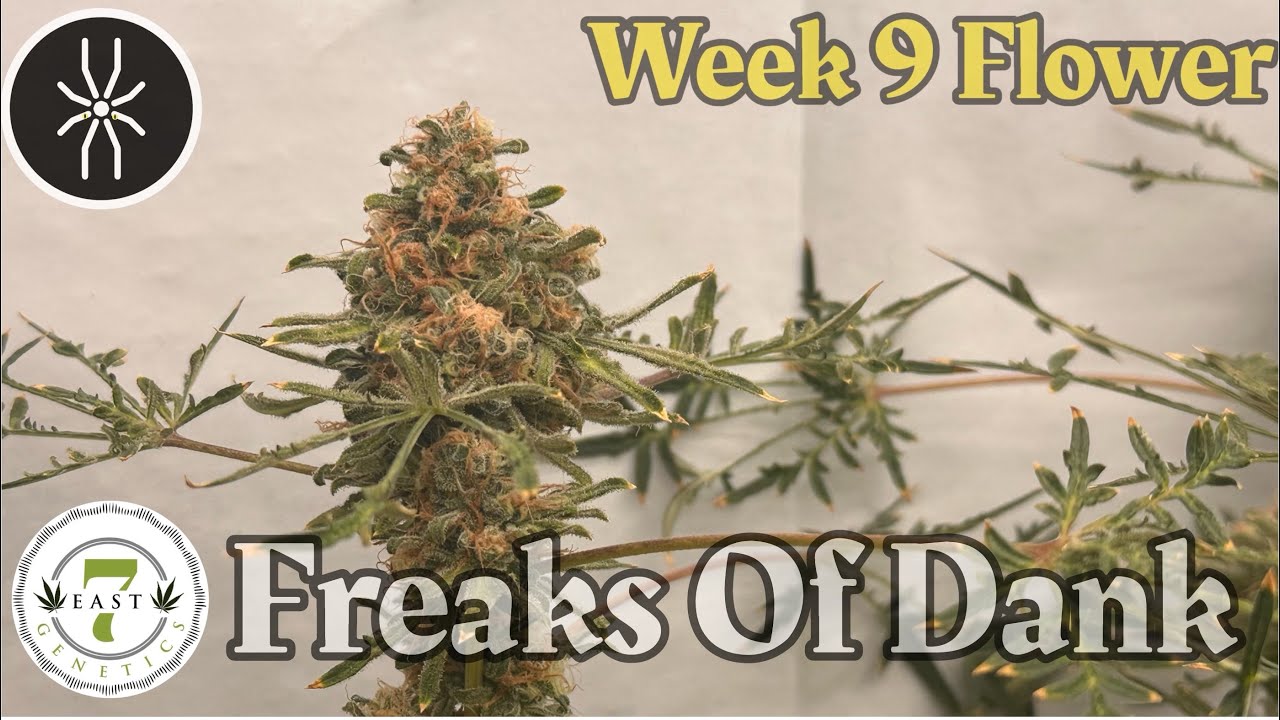@7eastgenetics Freaks Of Dank wk8 flower under @grandmasterlevel master ...