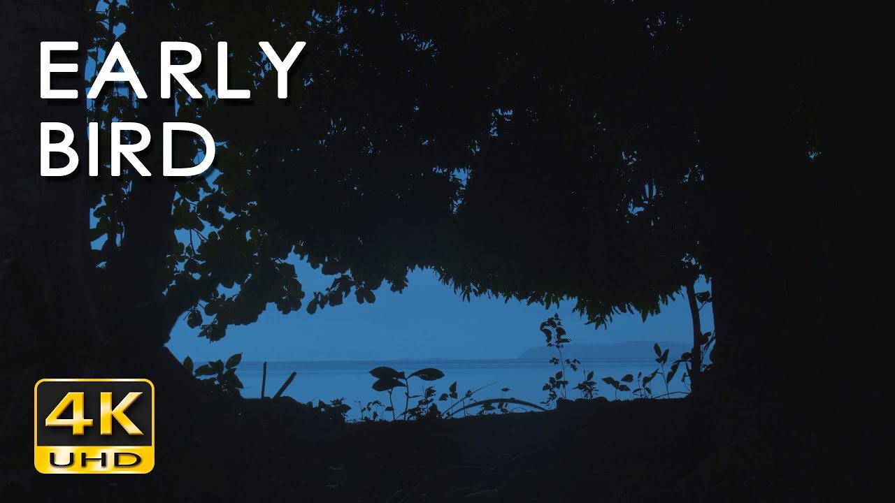4K Early Bird - Tropical Birdsong - Dawn Chorus - Chickets & Waves - No ...