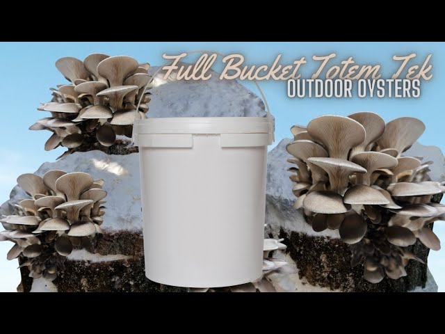 Outdoors Growing In Buckets The Alaska Grow Bucket Idea — Alaska