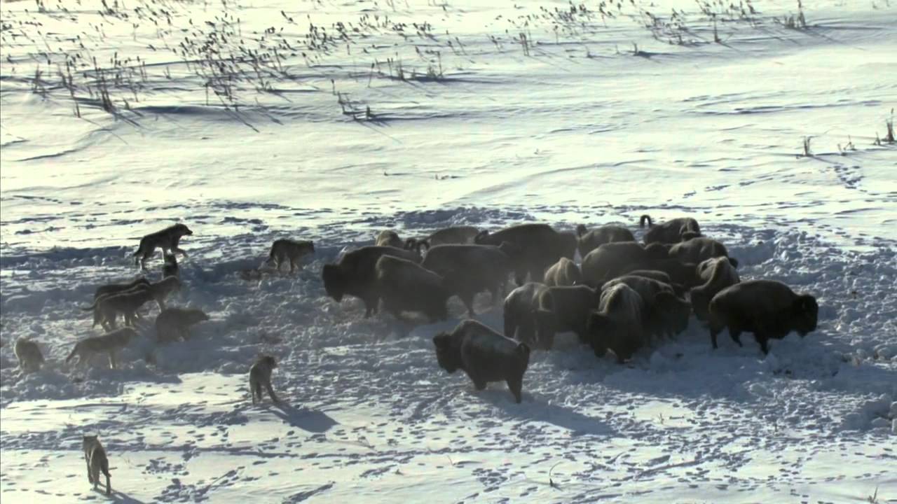 Frozen Planet BBC - David Attenborough - HD Episode 1 Part 2 - YouTube