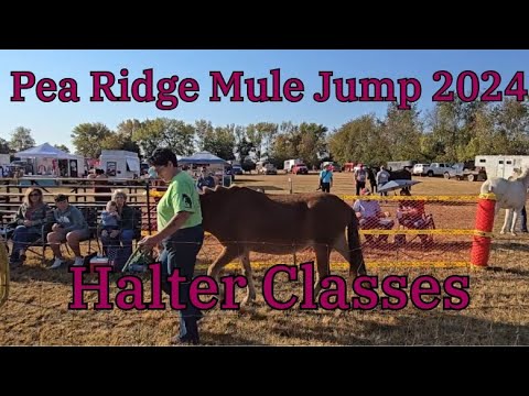 Pea Ridge Mule Jump 2024 Halter Classes - YouTube