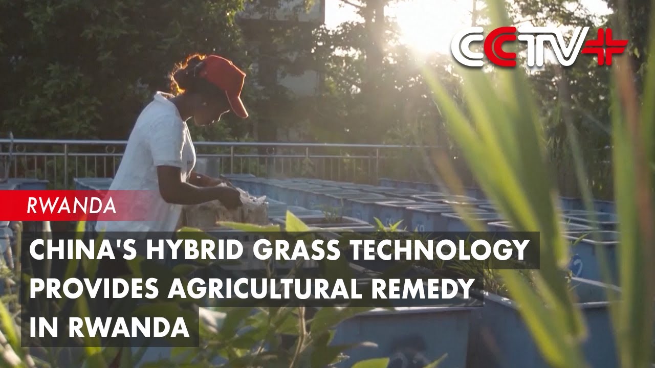 China's Hybrid Grass Technology Provides Agricultural Remedy in Rwanda ...