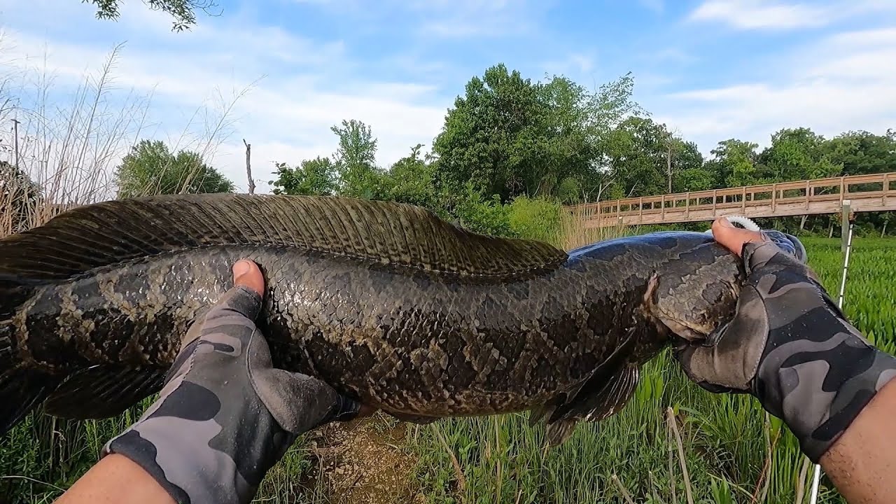Catching the Troll that lives under the bridge (A new Snakehead PB ...