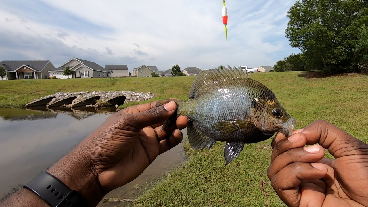 Simple Way To Catch Bluegill!!! - YouTube