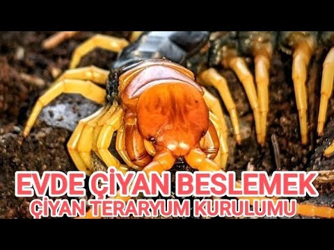 EVDE ÇİYAN YAKALADIK (NASIL BESLENİR) - YouTube