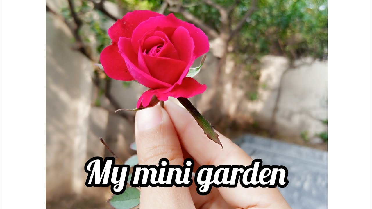 MY MINI GARDEN 😍 - YouTube