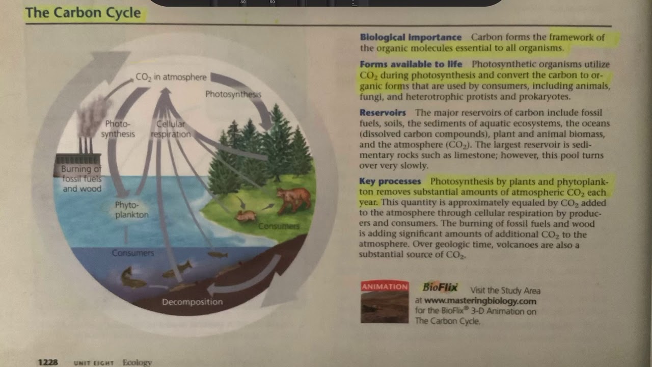 AP Bio - Carbon Cycle (Ecology Unit Ch.55 section 4) - YouTube