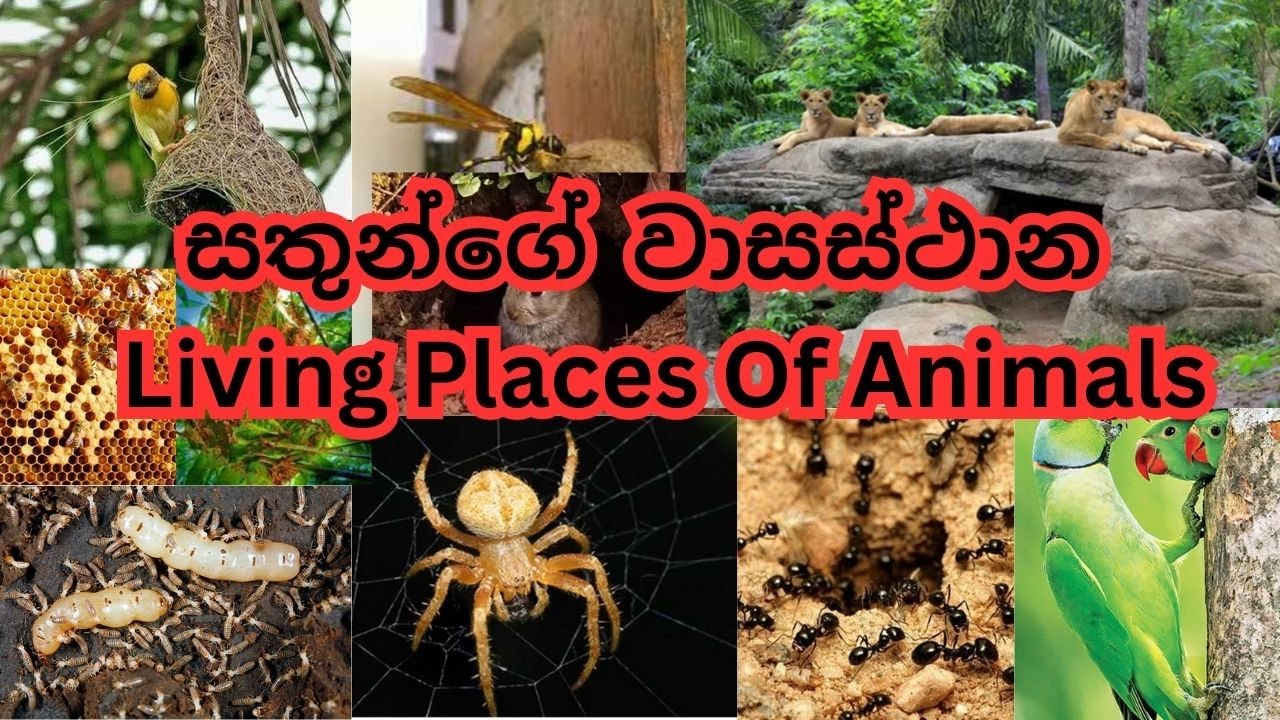සතුන්ගේ වාසස්ථාන Living Places Of Animals 1 වසර පරිසරය Animals and ...