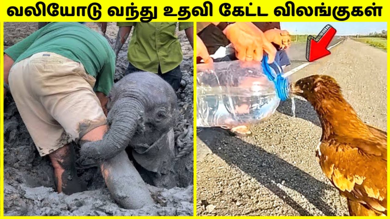 மனிதனிடம் உதவி கேட்ட விலங்குகள் #5 | Animals That Asked People For Help ...