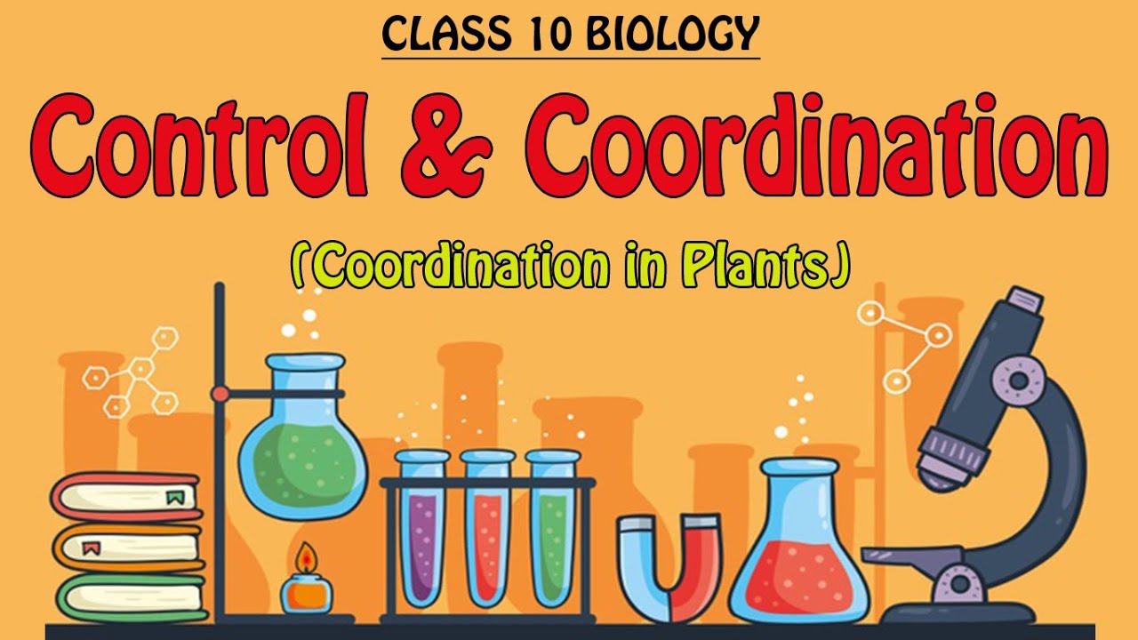Control and Coordination (Coordination in Plants) Class 10 Biology ...