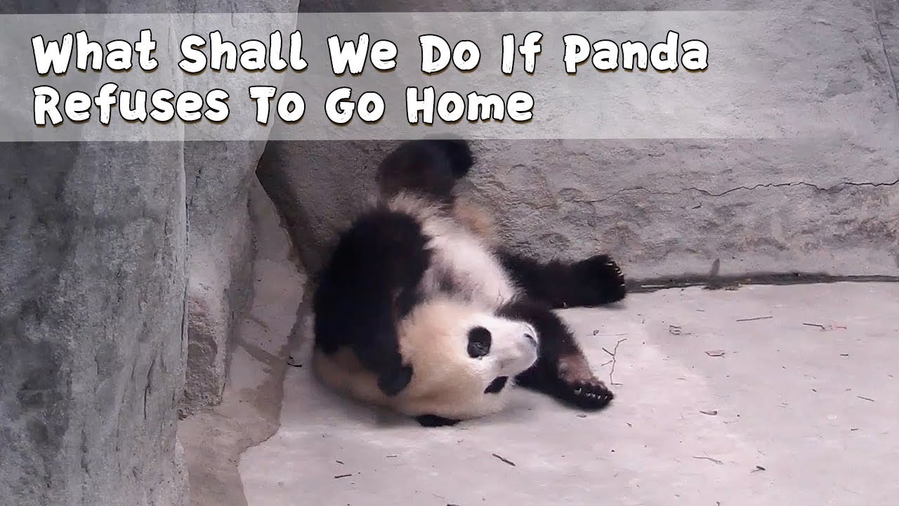 What Shall We Do If Panda Refuses To Go Home | iPanda - YouTube