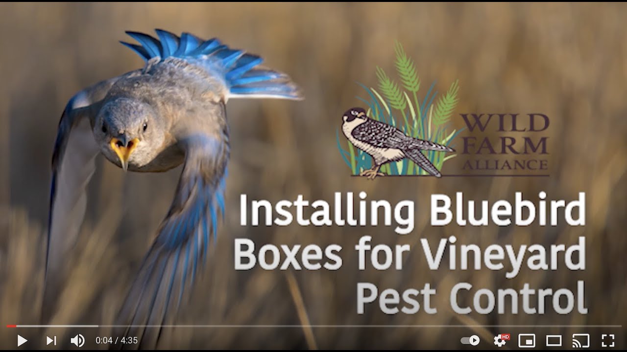 Installing Bluebird Boxes for Vineyard Pest Control - YouTube