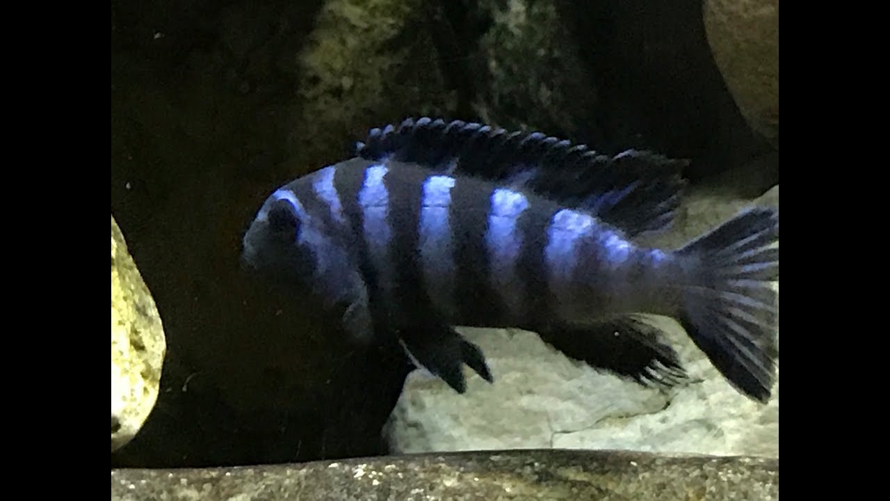 New Rockscape 75 Gallon African Cichlid Aquarium Up Date - YouTube