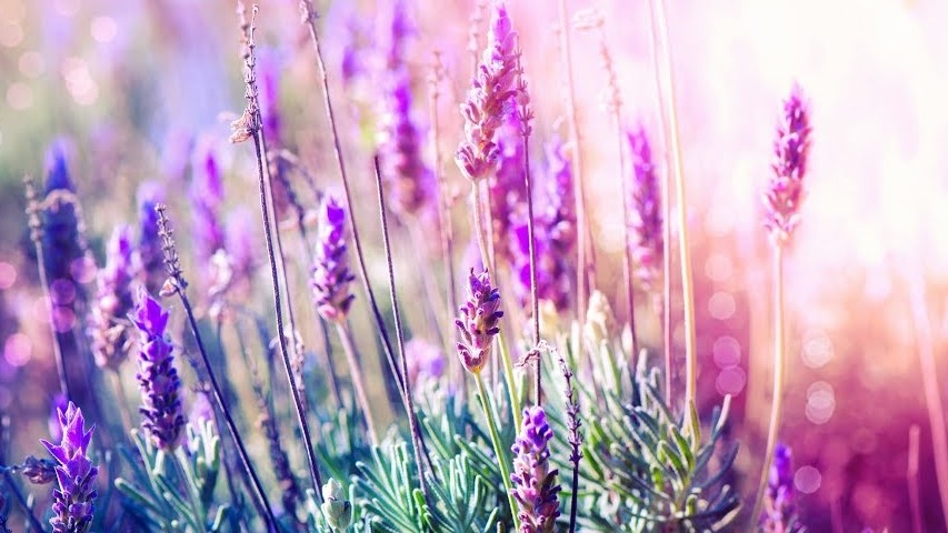 Classroom Calm - Music for focus and relaxation