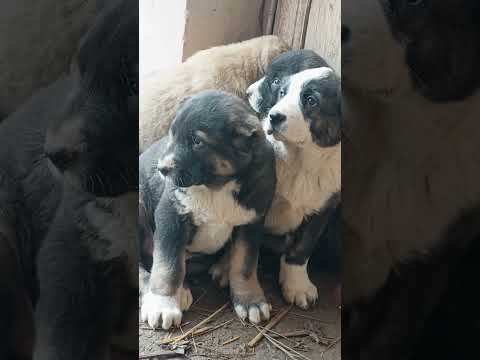 Xorazm #uzbekistan #qirgizston #turkmanistan #urganch #itlari 