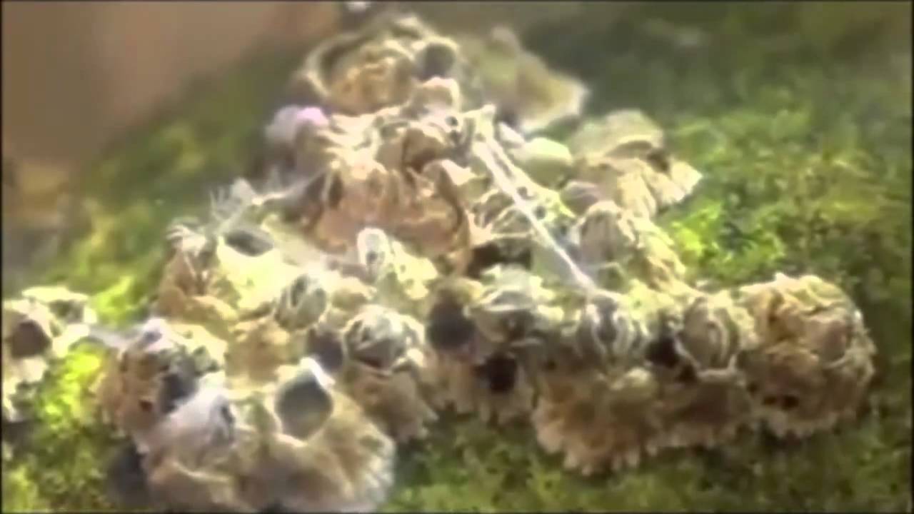 Charles Darwin, barnacles - YouTube