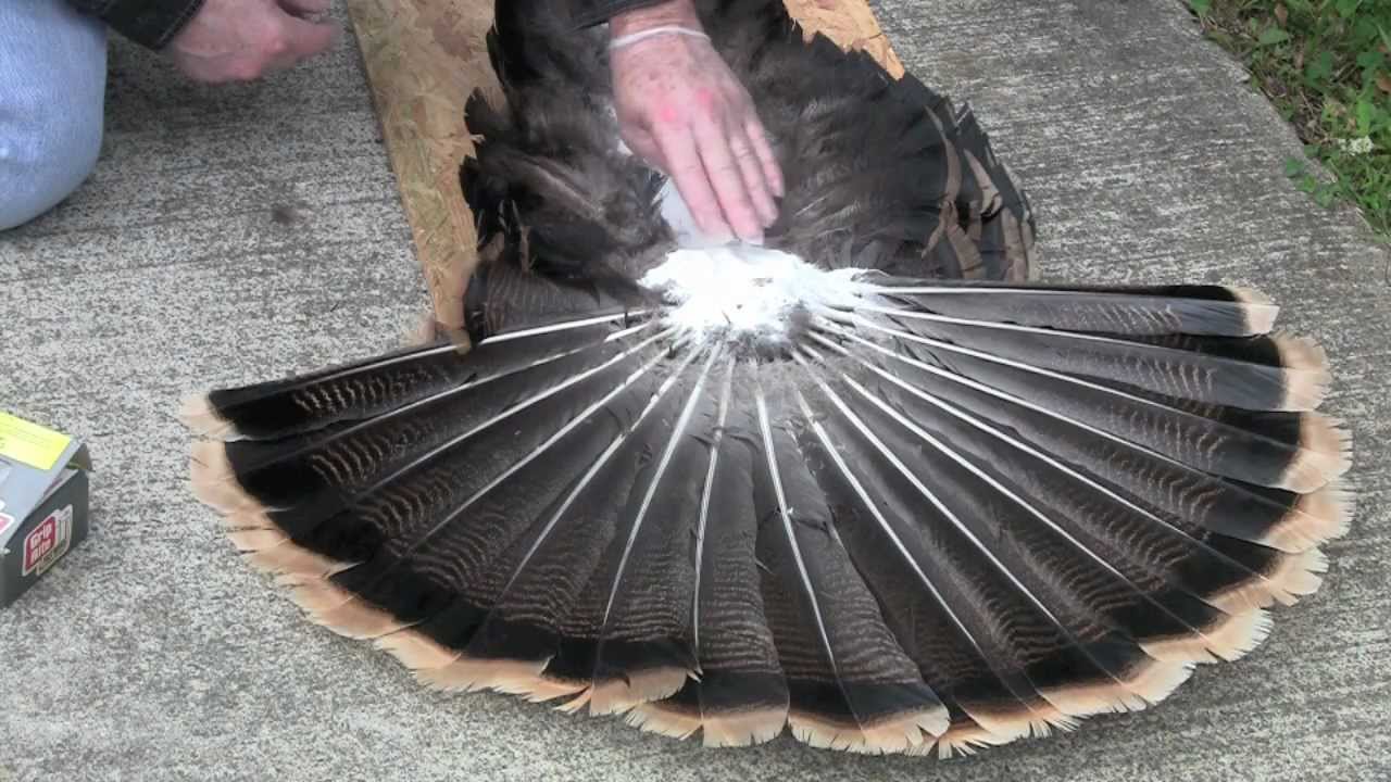 How to Cape a Turkey Part 2 - YouTube
