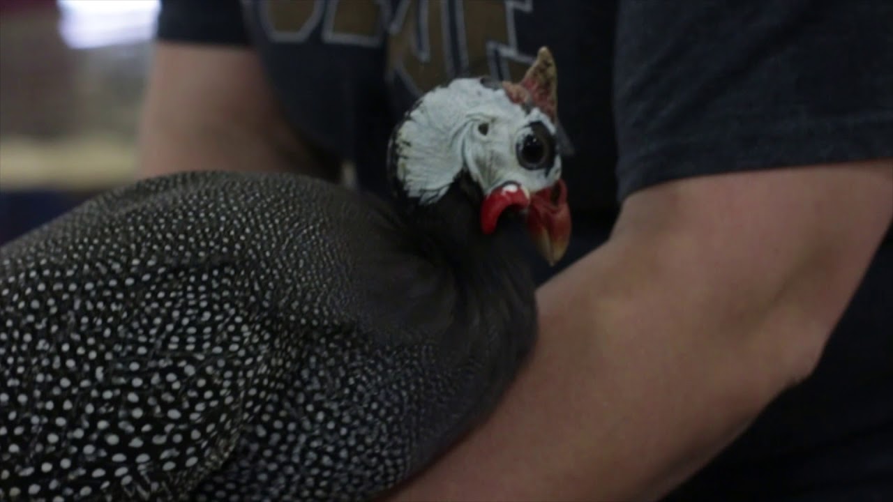 Pearl (Guinea Fowl) - YouTube